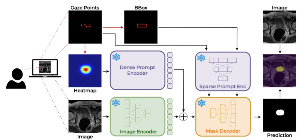 Gaze-Guided Medical Image Segmentation: A Training-Free Approach Using ...